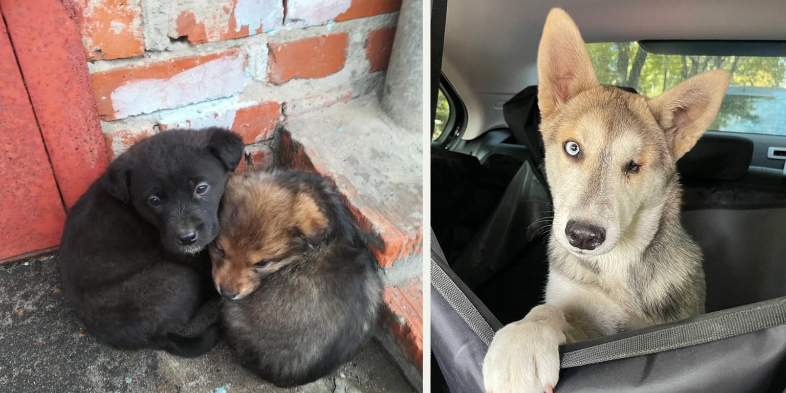 Tails Rescue Sweden är en räddande hand för hundar i nöd - StoryNews